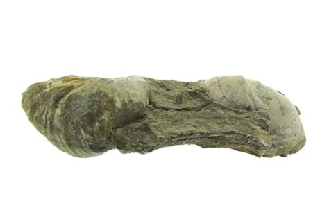 Group Of Gryphea Devils Toenail Marine Bi Valve Mollusc Fossils In