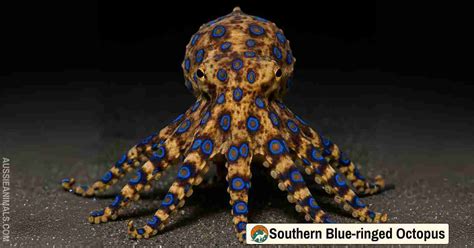 Southern Blue Ringed Octopus Hapalochlaena Maculosa Australian