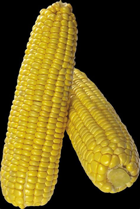 Download Fresh Yellow Corn Cobs