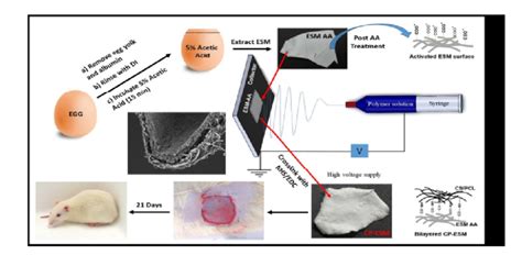 Surface Modification Of Eggshell Membrane With Electrospun Download Scientific Diagram