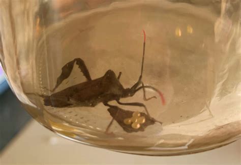 How To Identify And Control Leaf Footed Bugs Okra In My Garden