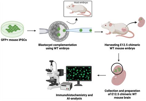 Characterization Of The Intraspecies Chimeric Mouse Brain At Embryonic