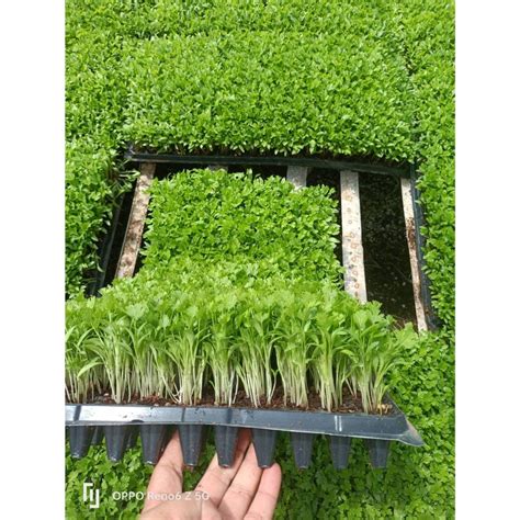 ต้นกล้าผักสลัด ไฮโดรโปรนิกส์ ต้นกล้าผักสวนครัวพร้อมปลูก มีสายพันธุ์ สลัดแก้ว ฟินเล่ย์ กรีนโอ๊ค