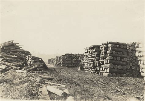 Ecological And Social History Of Shortleaf Pine — The Shortleaf Pine Initiative