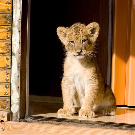 Lion Cub Shelter Images Free Download On Freepik