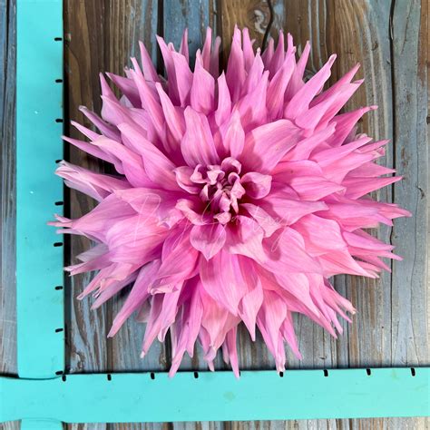 Lovely Lana 2 Tubers Rainysunday