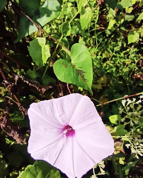 Buy Lakshmana Plantoriginal Ipomoea Sepiaria Narunthali