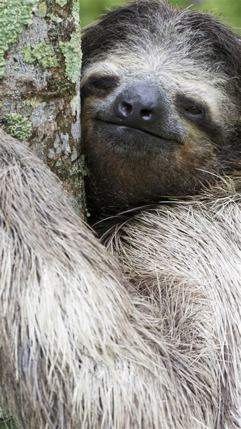 Three Toed Sloth In The Rainforest Of Costa Rica Windows Spotlight Images