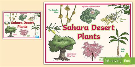 Sahara Desert Plants Poster