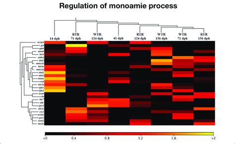 Heatmap Representing The Expression Profile Of 28 Differentially
