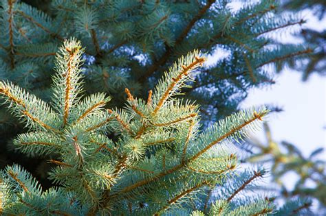 텍스처 배경 패턴입니다 블루 스프루 스입니다 북쪽 미국 중앙 록 키 산맥에서 야생 성장 하는 날카로운 뻣 뻣 한 블루 그린 바늘 가문비나무 푸르게 될 하는 경향이 많은 재배
