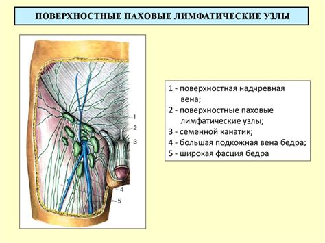 Лимфатическая система презентация онлайн