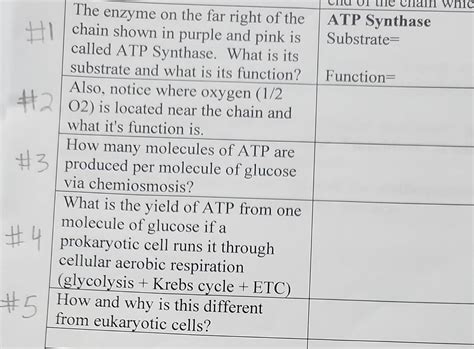 Solved The Enzyme On The Far Right Of The ATP Synthase Chain Chegg Com