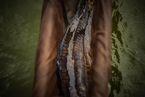 Carp Target Hook Balls Durable Strawberry Fishing Bait For Carp