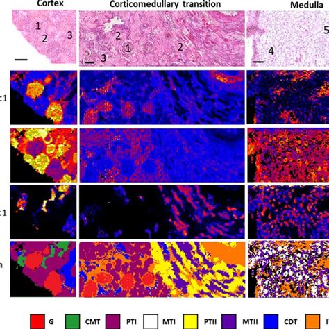 Distribution Of Three Representative Lipids Over Three Example Sections