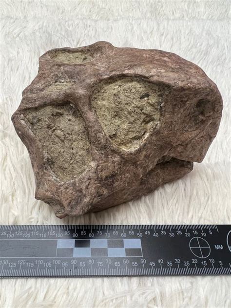 Psittacosaurus Skull Psittacosaurus Head 8 Cm 8 Cm 12 Cm 1