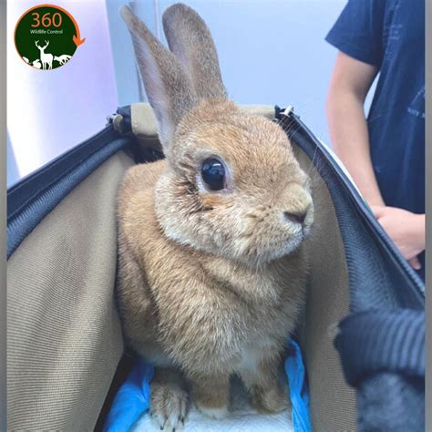 Effective Rabbit Control Solutions 360 Wildlife Control Medium