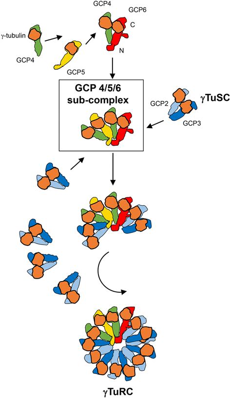 Structurefunction Of The Gcp6 Specific N Terminal Extension A Download Scientific Diagram