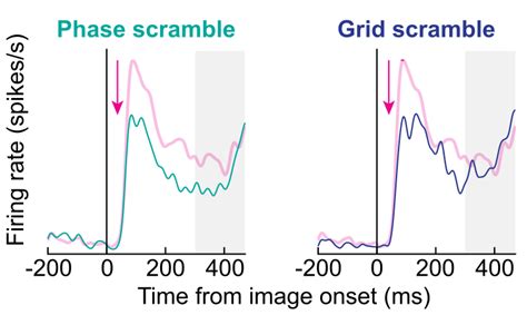 Express Detection Of Visual Objects By Primate Superior Colliculus
