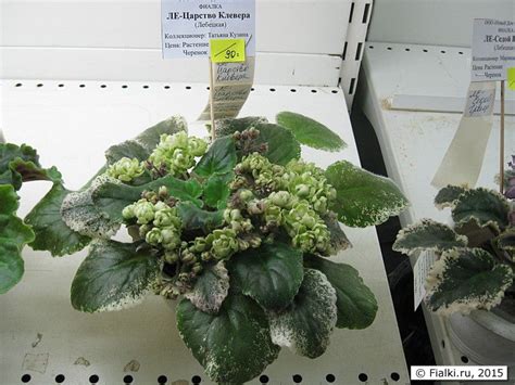 Pin by Anna on Фиалки | African violets, Plants, Garden