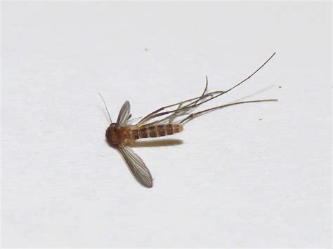 About Culex Salinarius Maryland Biodiversity Project