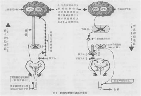 性生活时间短是什么原因？ 知乎