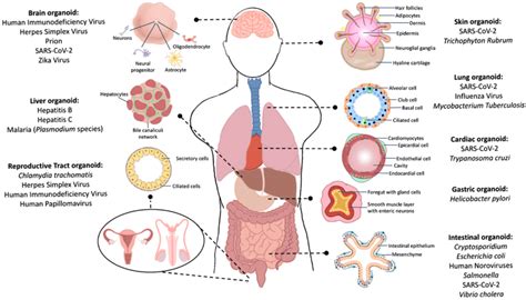 Modeling Infectious Diseases In 3D Human Organoids FaCellitate
