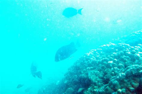 배경 화면 식품 스포츠 바다 비키니 산호초 요트 태국 어업 어부 대양 갑판 식사 푸켓 푸케 티아 사람 돛 수영
