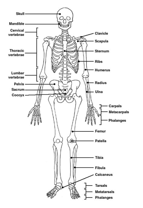 Joints Diagram Quizlet