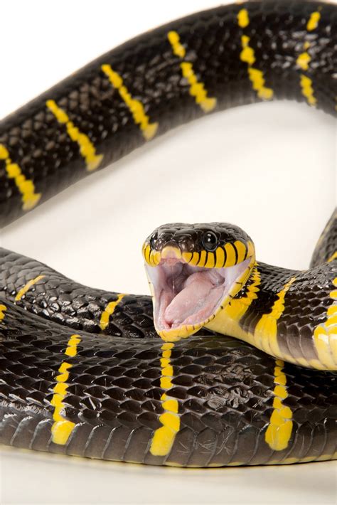 Black And Yellow Python