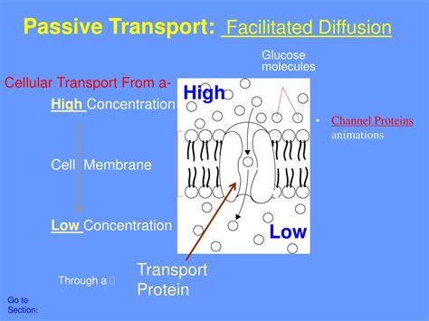 Ppt Cell Membranes Osmosis And Diffusion Powerpoint Presentation