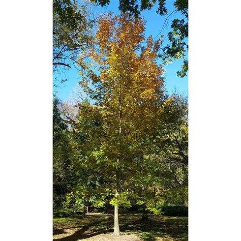 20 Trees That Start With N Your Guide To These Unique Species Usa