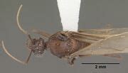 Myrmecocystus Mendax Antwiki