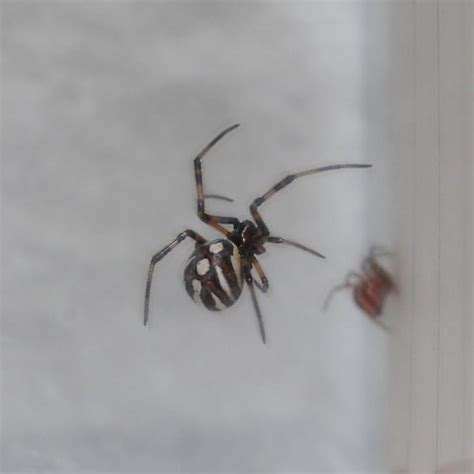 Cobweb Weaver Hatchlings Latrodectus Bugguidenet