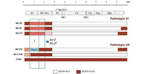 Schematic Diagram Showing Putative Bean Common Mosaic Virus Bcmv