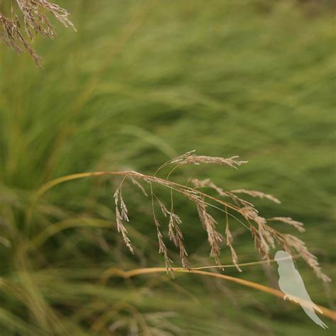 Eragrostis Spp Vivero Tricao