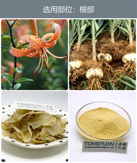 百合提取物 药食同源 产品中心 烟台通元共和