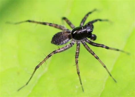 Spider Pardosa Bugguidenet