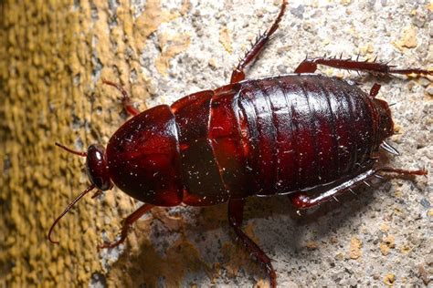 Cockroach Pictures Nyc Bronx Brooklyn Queens And Long Island City