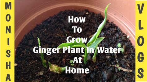Grow Ginger Plant In Water At Home Roots Form In Water How To Grow