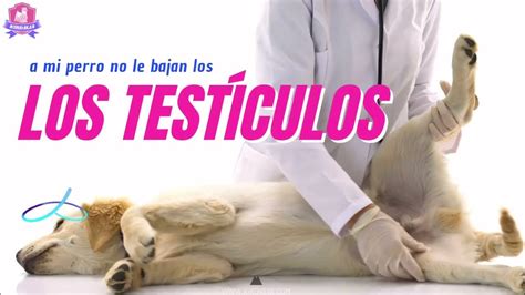 Criptorquidismo Testículos No Descendidos En El Perro Youtube