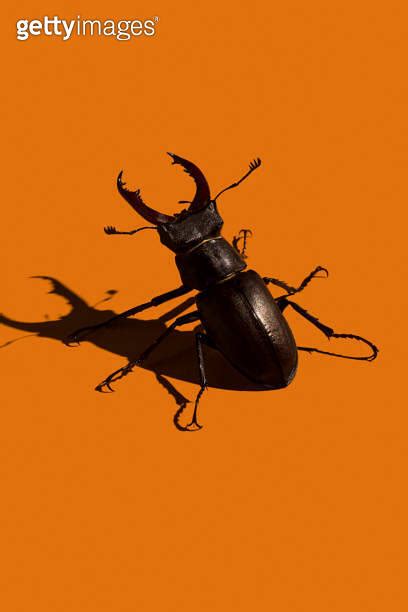 Lucanus Cervus 이미지 1407102083 게티이미지뱅크