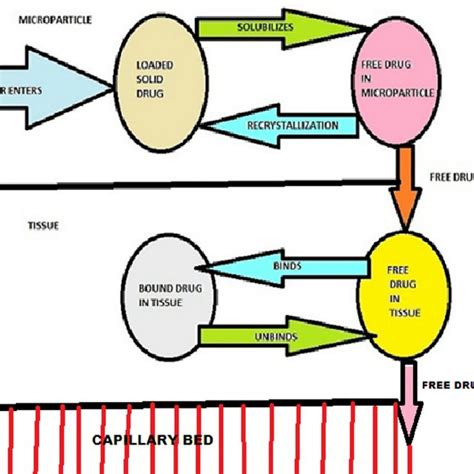 A Schematic Representation Of Drug Release Kinetics B Schematic