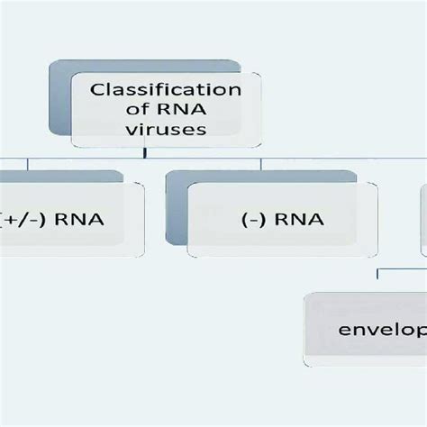 Classification Of Rna Viruses Based On The Baltimore Classification