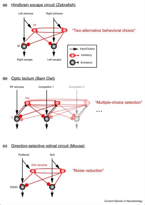 相互抑制的侧向抑制：大脑中基本计算的网络主题 current opinion in neurobiology x mol