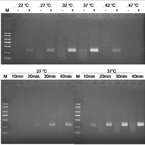 Optimization Of RPA Reaction A RPA Amplification Under Different Download Scientific Diagram
