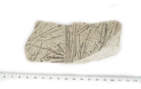 Ginkgo Fossil For Collectionner Fossil Hunter