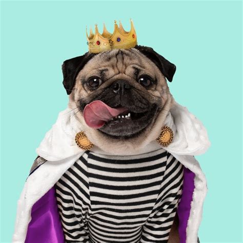 Doug The Pug Home Facebook