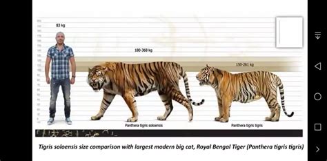 Malayan Tiger Vs Bengal Tiger