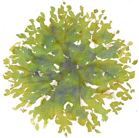 Gallery For Tree Plan View Png Watercolor Trees Tree Plan Trees